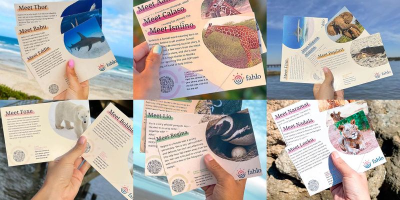 国外创意二维码：令人惊艳的Fahlo手链，追踪你的“专属”野生保护动物！